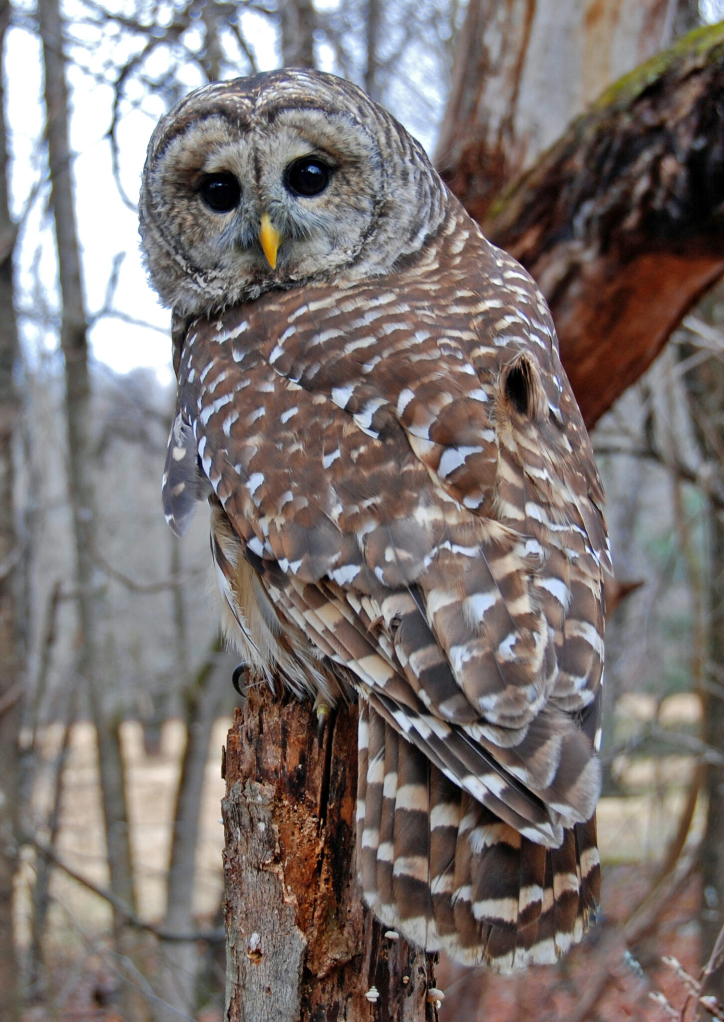 Home | Spellman Museum